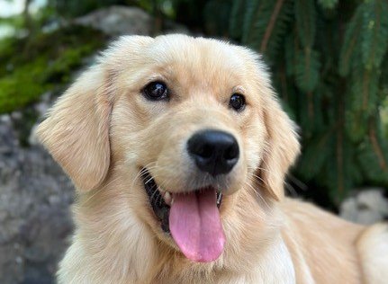 Progress House awarded service dog - Blog Post - Progress House