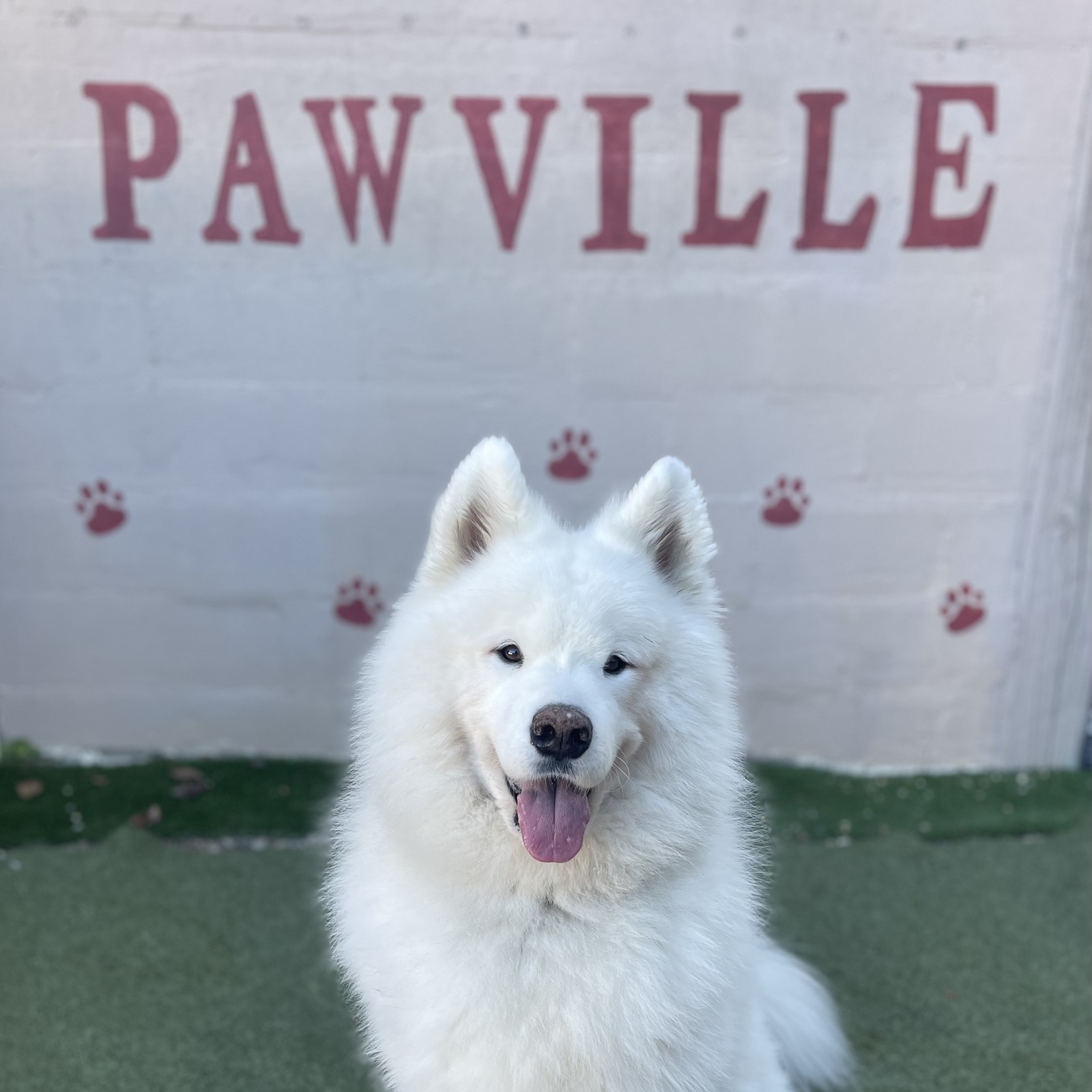 Pawville Client Forms - Pawville