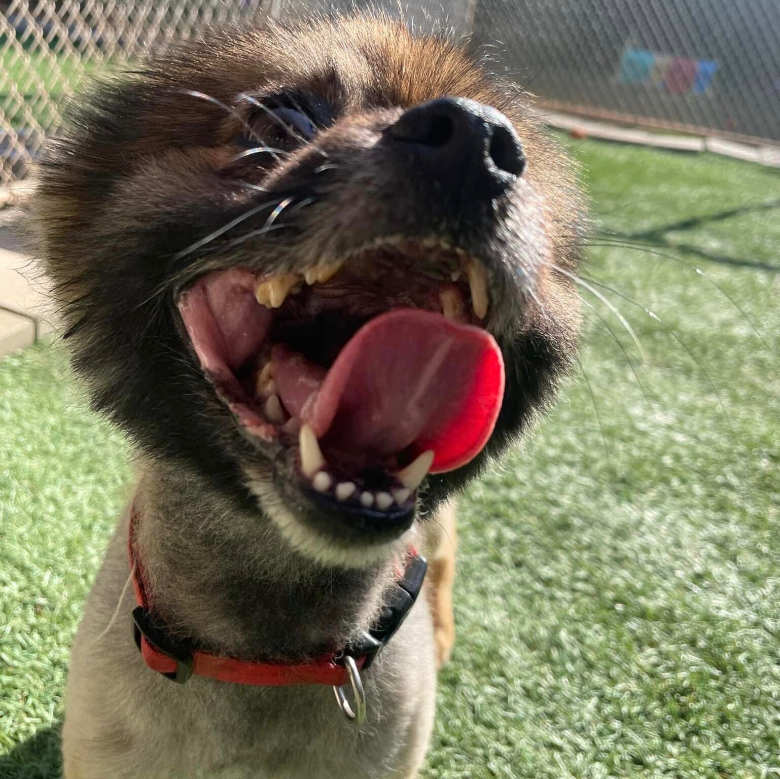 Pawville Winder Georgia - Pawville