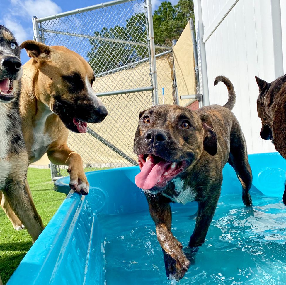 Jax Pawville - Pawville